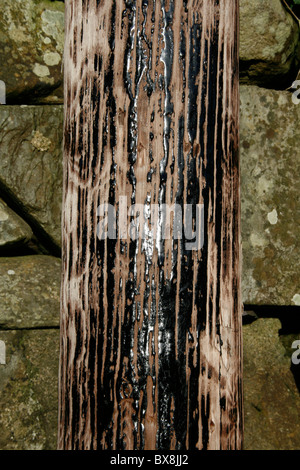 black tar running down wooden telegraph pole Stock Photo - Alamy