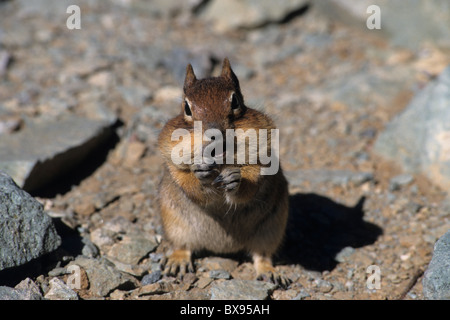 Cascade Golden-Mantled ground squirrel Spermophilus townsendii along ...