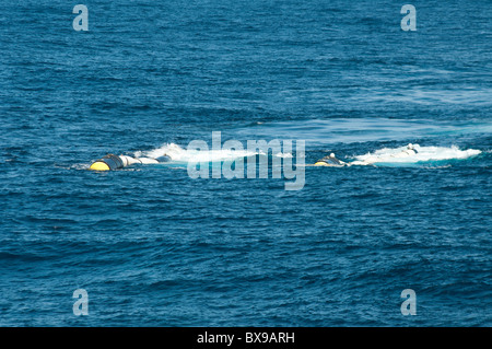 Seismic air gun been towed by a seismic vessel in offshore area Stock ...