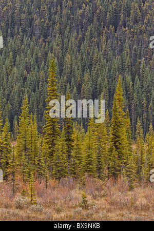 View of Howse Pass from Saskatchewan Crossing Viewpoint, Canadian ...