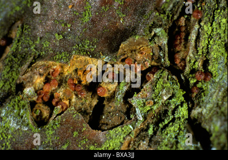 Perithecia of apple canker Neonectria ditissima on apple wood Stock ...