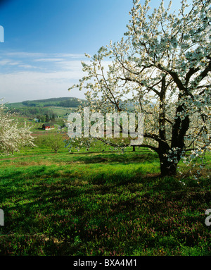 APPLE ORCHARD IN BLOSSOM / PENNSYLVANIA Stock Photo - Alamy