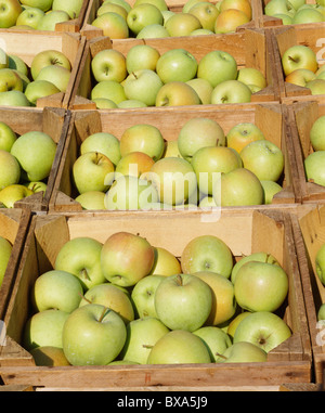 Boxes of golden delicious apples on the conveyor belt ready for packing ...