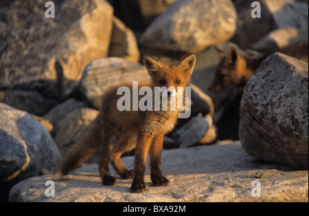 A fox puppy with scabies Stock Photo - Alamy