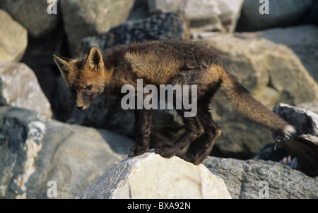 A fox puppy with scabies Stock Photo - Alamy