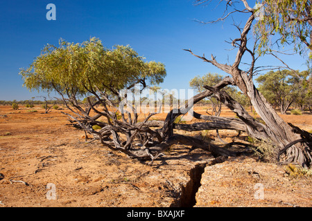 Gnarled gum tree by a waterhole at Scrammy Gorge in Bladensburg ...