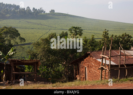 Tea grows on large plantations near Jinja, Uganda, East Africa Stock ...