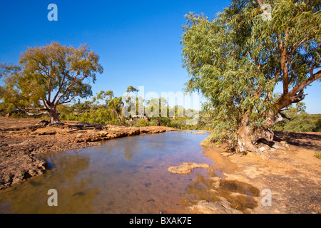 Gnarled gum tree by a waterhole at Scrammy Gorge in Bladensburg ...