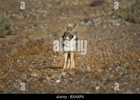 Death Valley Coyote Stock Photo - Alamy