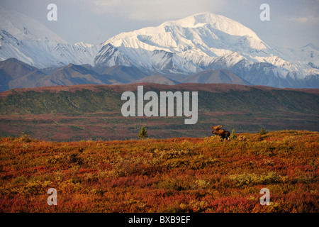 Autumn tundra and snow covered mountains in Lofoten Norway Stock Photo ...