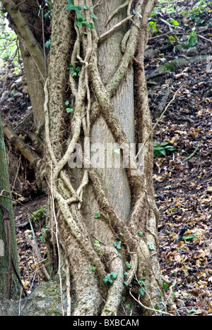 Thick vines growing on a tree in the woods Stock Photo - Alamy
