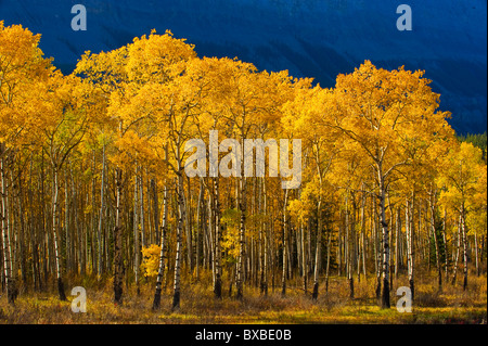 A stand of aspen trees with leaves turned the golden yellow of autumn ...