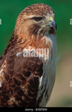 Red-tailed Hawk portrait, Quebec, Canada Stock Photo - Alamy