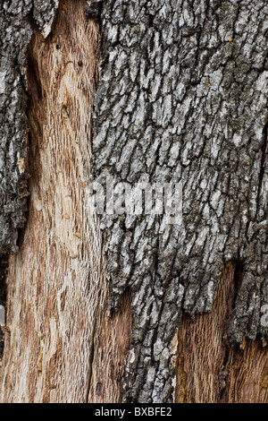 Quercus ilex bark close up Stock Photo - Alamy