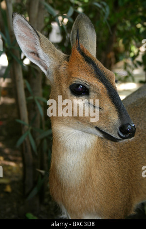common DUIKER Sylvicapra grimmia antelope walking along south-Afrika ...