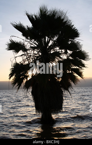Rift Valley Langano Ethiopia Africa farming with plow of Oromo Tribe ...