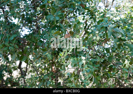 Palestine Oak (Quercus calliprinos) at the Hermon Stream Nature reserve ...