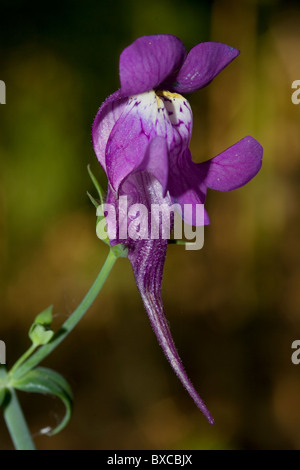 Linaria triornithophora, Three Bird Toadflax in flower, like colourful ...