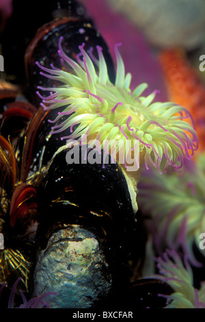 Aggregating Anemone, Anthopleura elegantissima, at Point of arches in ...