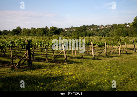 Thorncroft Vineyard North Downs Leatherhead Surrey England Stock Photo ...