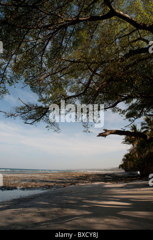 Beach and treeline Costa Rica Stock Photo - Alamy