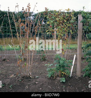 Raspberry root rot (Phytophthora fragariae var rubi) base of severely ...