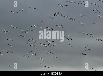 Large flock of snow geese flying. Bosque del Apache National Wildlife ...