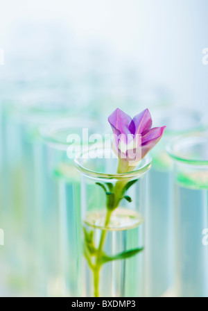 Flowers and plants in test tubes against a colorful background Stock ...