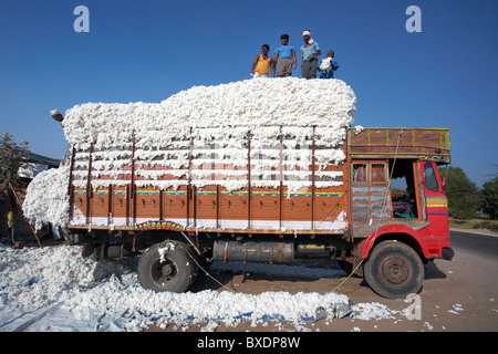 Transporting cotton in Maharashtra, India, Asia Stock Photo - Alamy