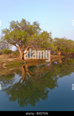 Water berry trees (Syzygium cordatum) line the banks of the Zambezi ...