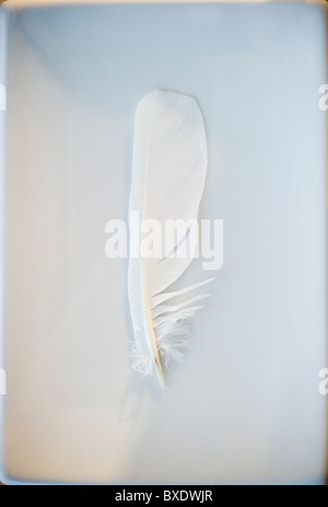 Closeup shot of a small white feather on a textile surface Stock Photo ...