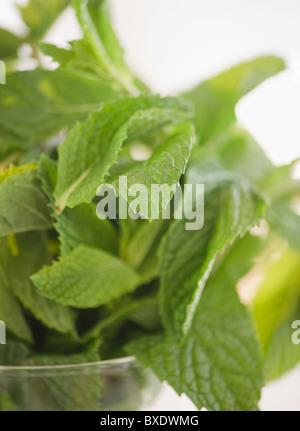 A vertical shot of a plant with green leaves in a forest Stock Photo ...