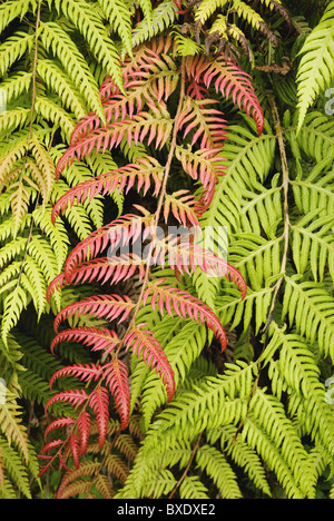 Red fern leaf among green ferns, at night in the tropical rainforest ...