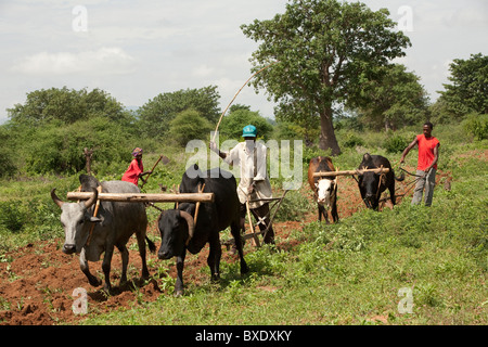 Oxen plow a field outside Dodoma, Tanzania, East Africa Stock Photo - Alamy