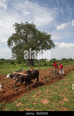 Oxen plow a field outside Dodoma, Tanzania, East Africa Stock Photo - Alamy