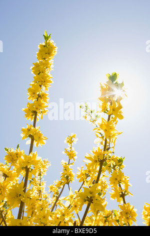 Blooming forsythia spring yellow beautiful bright flowers Stock Photo ...