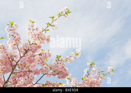 Blooming cherry. Blossoming cherry tree. cherry blossoms Stock Photo ...