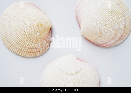 Three Clam Shells Stock Photo - Alamy