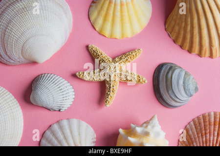 Directly above shot of sea shells Stock Photo - Alamy