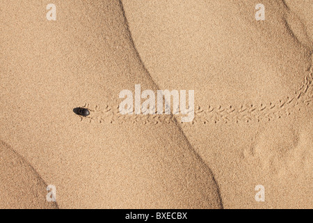 Insect sand pattern on the beach , Bombay , mumbai , maharashtra ...