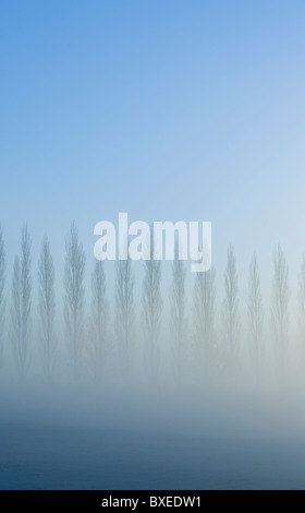 Aspen Poplar Trees in winter Southern Utah Stock Photo - Alamy