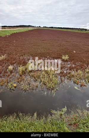 A cranberry field with a ripe crop of red berries in autumn, flooding ...