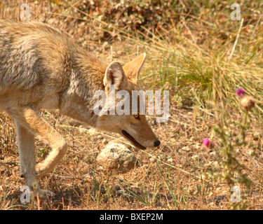 Coyote wild animal hunting along California bay hillside Stock Photo ...
