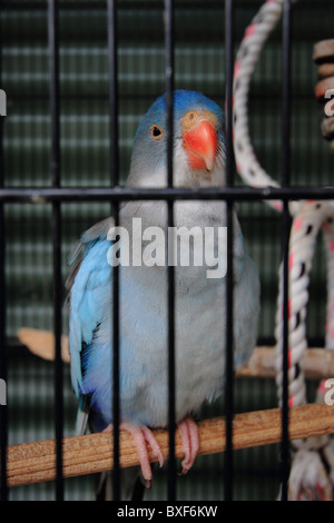 Parrot staring from a cage Stock Photo - Alamy