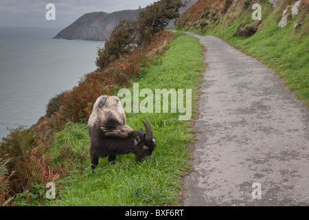 Wild Cheviot Goat at Valley Of The Rocks, Lynton, Devon Stock Photo - Alamy