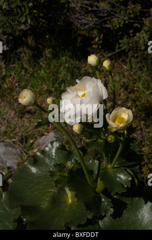 Ranunculus lyalli or Mount Cook Lily is the biggest buttercup in the ...