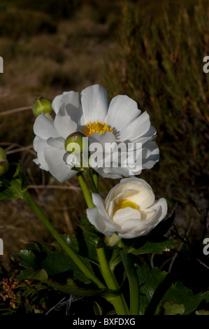 Ranunculus lyalli or Mount Cook Lily is the biggest buttercup in the ...