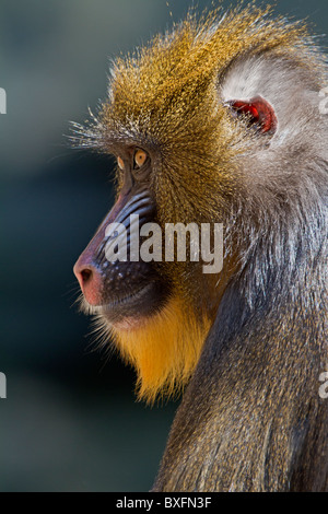 Mammals, monkey, ape, Mandrill, mandrillus Sphinx. Simia mormon ...