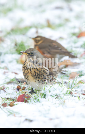 Fieldfare, Redwing Stock Photo - Alamy