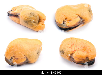 Boiled yellow mussel Stock Photo - Alamy